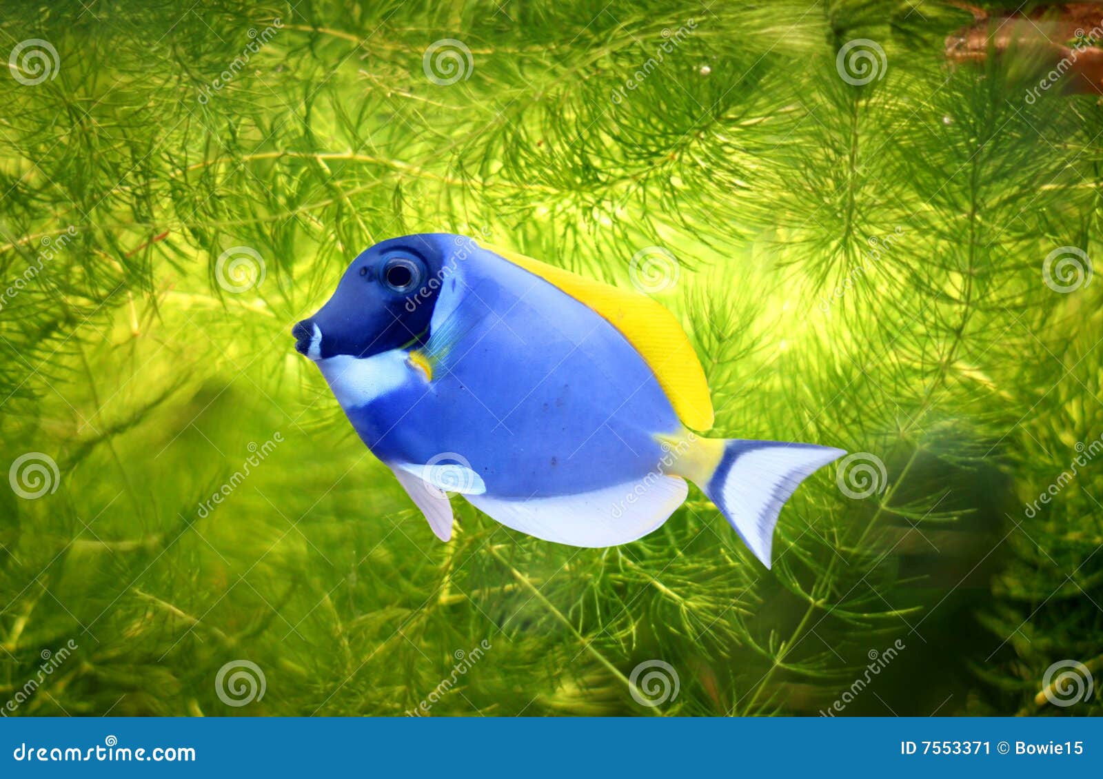 Underwater Abyss Fish