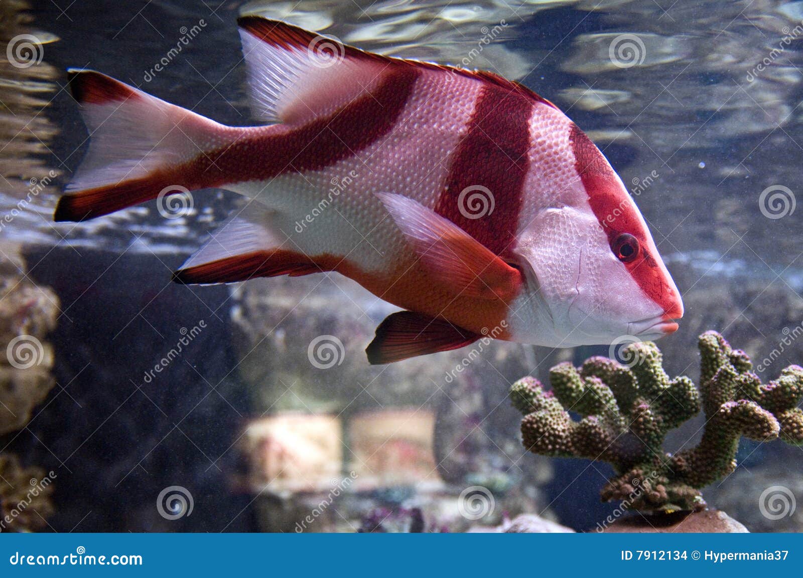 Tropical fish stock photo. Image of aquarium, swim, stripes - 7912134