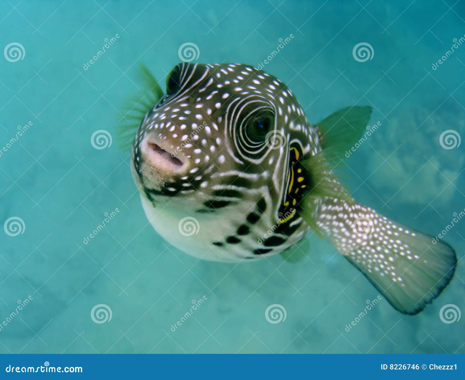 Tropical fish stock photo. Image of aquarium, life, fish - 8226746