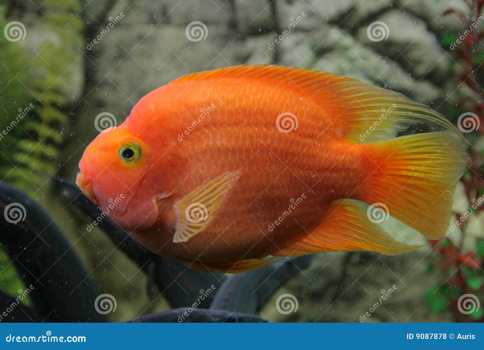 Tropical fish stock photo. Image of nature, coral, colored - 9087878