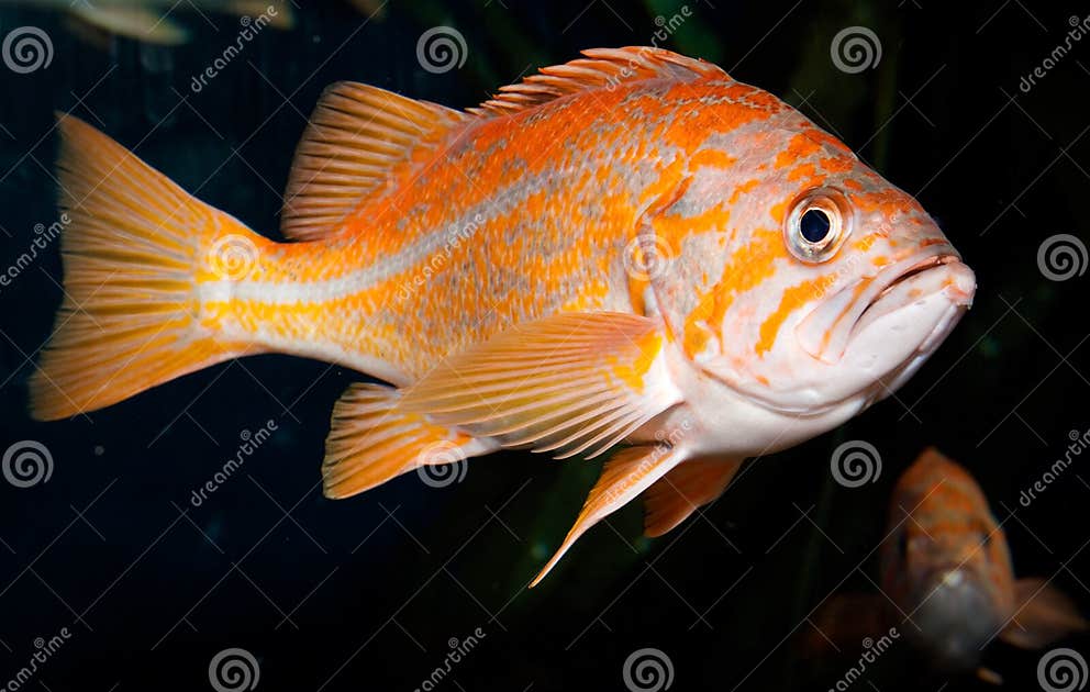 Tropical Fish stock photo. Image of fish, ocean, fishtank - 9492192