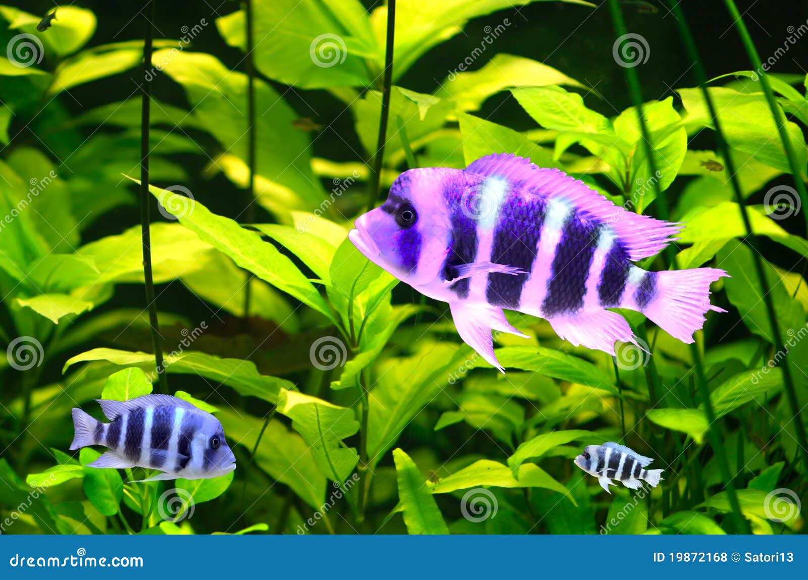Tropical Fish in African Lake Stock Photo - Image of creature, decorate ...