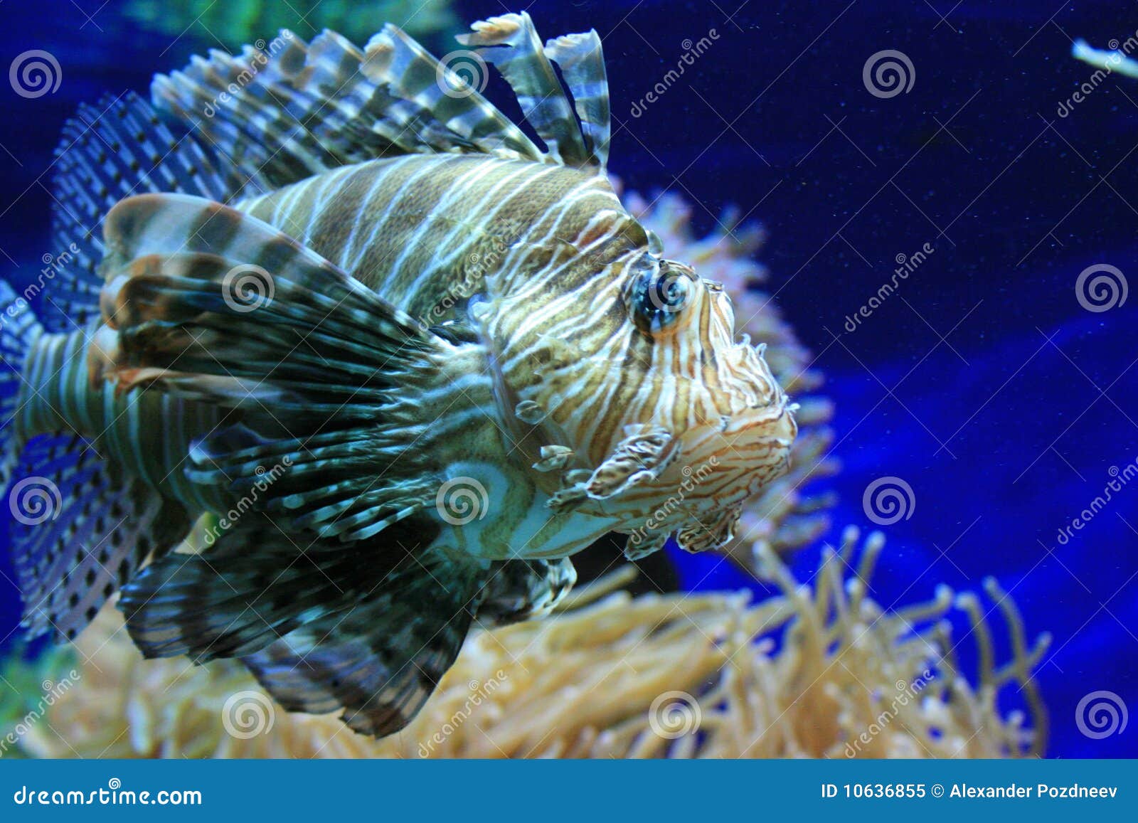 Tropical Fish Against Vivid Polyps Stock Image - Image of europe, fish ...