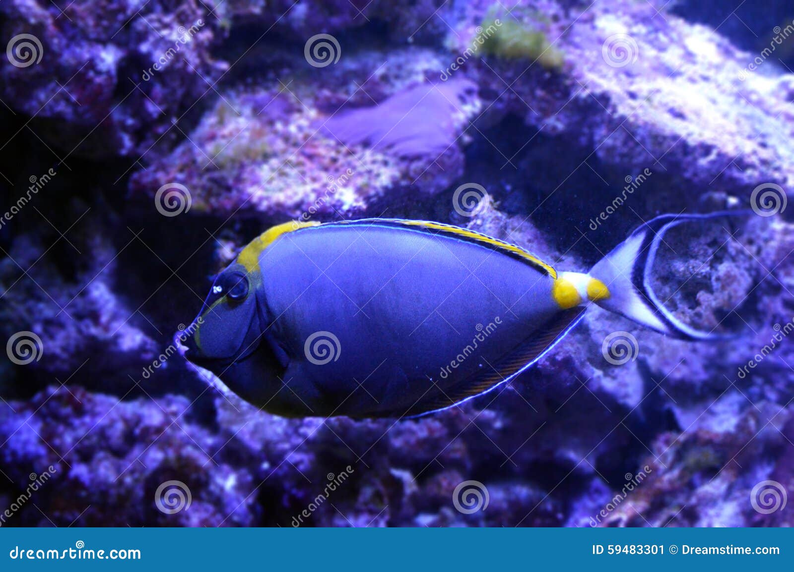 Tropical fish stock image. Image of nature, wild, asia - 59483301