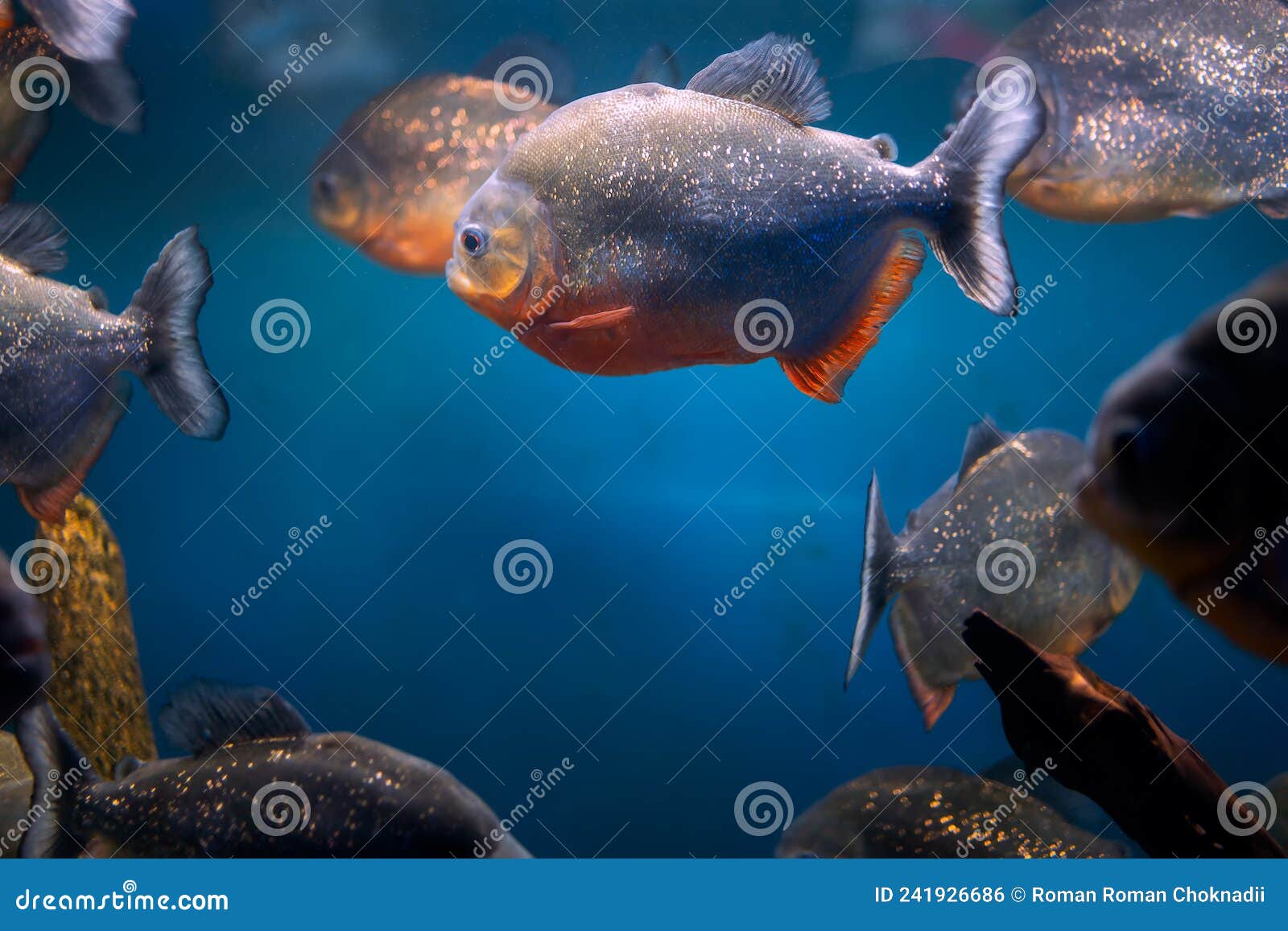 Tropical Fish in the Aquarium Dangerous Piranhas Stock Photo - Image of ...