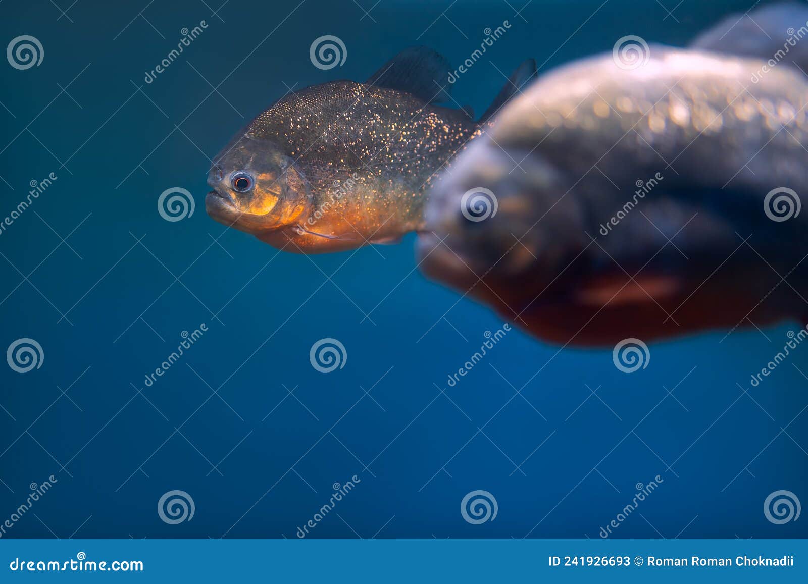 Tropical Fish in the Aquarium Dangerous Piranhas Stock Image - Image of ...