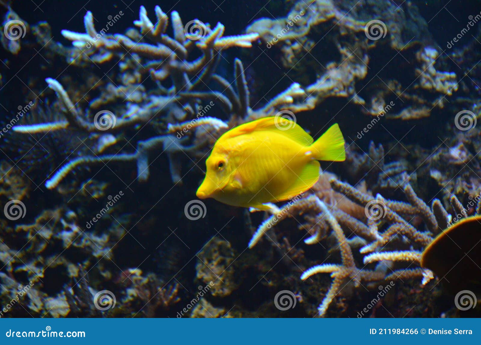 Tropical Fish in Aquarium, Frankfurt am Main Germany Stock Photo ...