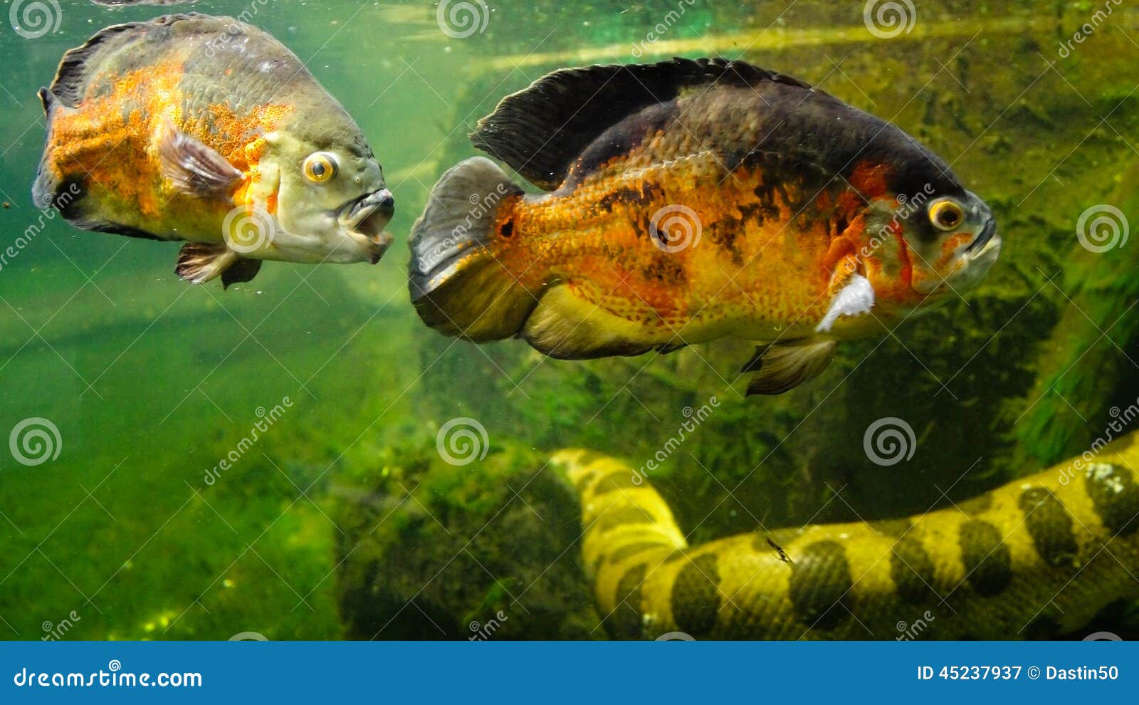 Tropical Fish and Aquatic Snake Stock Image - Image of tropical ...