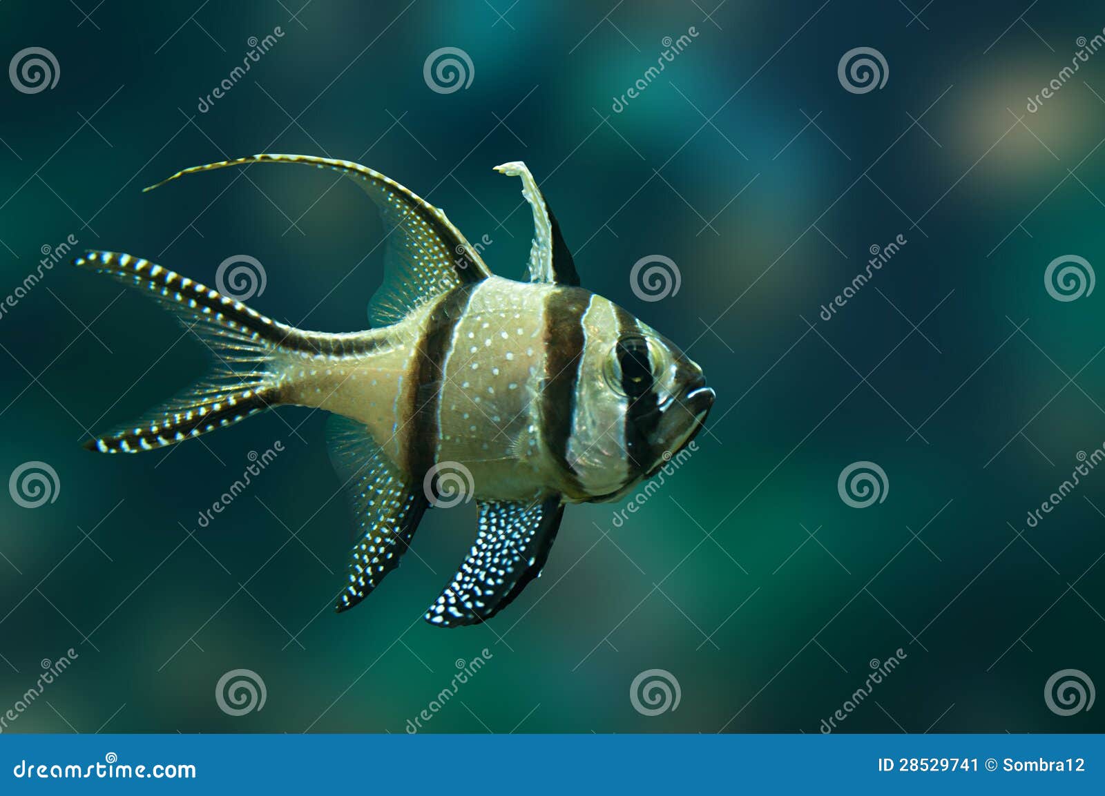 Banggai Cardinalfish Royalty-Free Stock Image | CartoonDealer.com #31149250