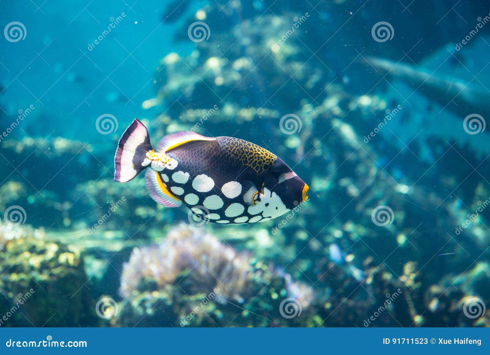 Tropical fish stock image. Image of cute, swim, aquarium - 91711523