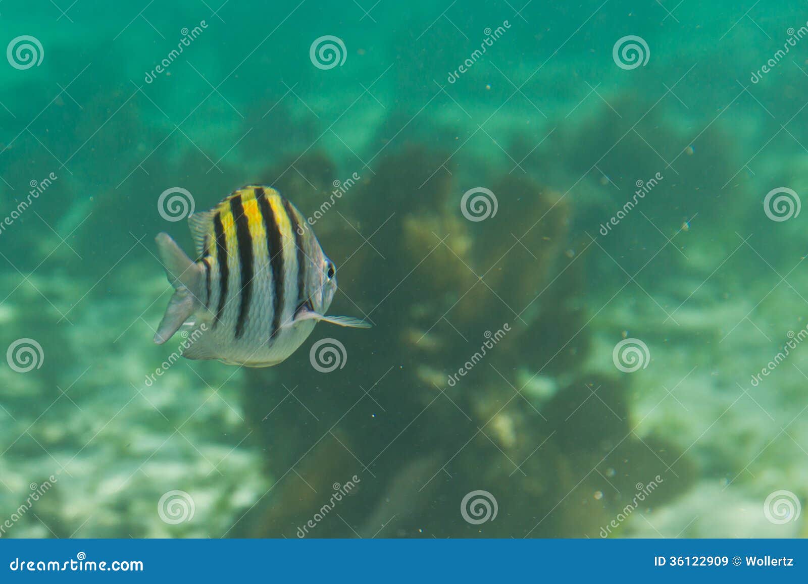 Tropical fish in Belize stock image. Image of coast, diversity - 36122909
