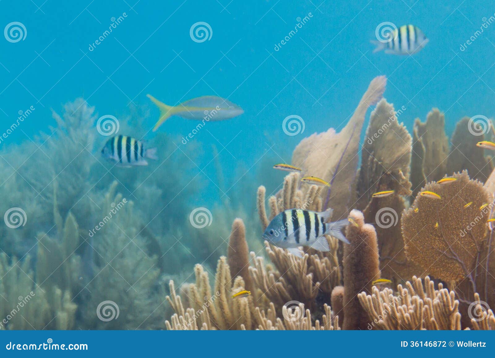 Tropical fish in Belize stock photo. Image of calm, nature - 36146872