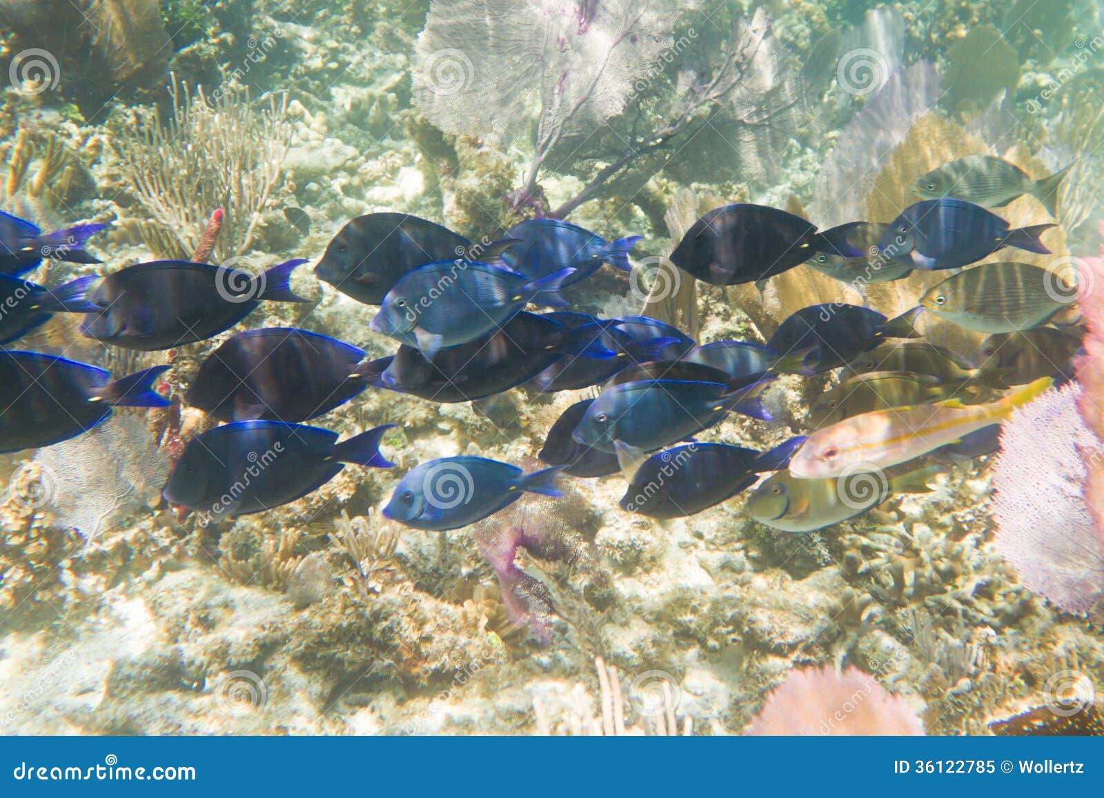 Tropical fish in Belize stock image. Image of ecosystem - 36122785