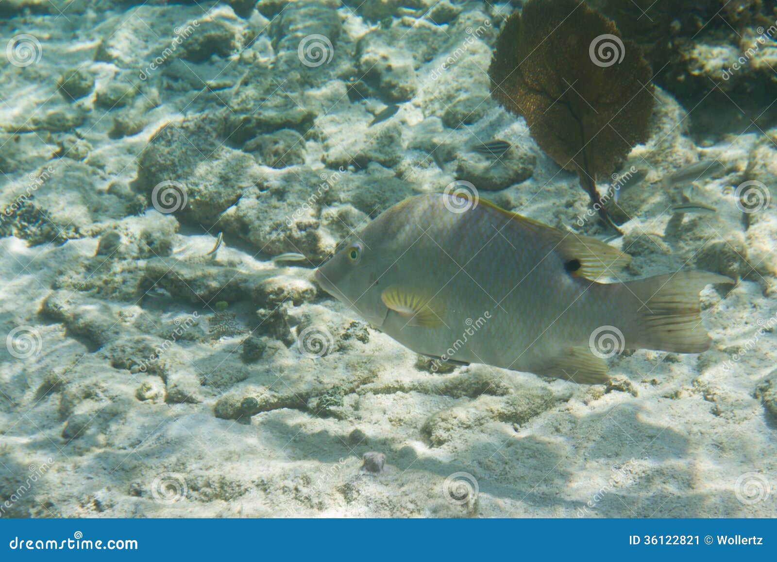 Tropical fish in Belize stock image. Image of coast, animal - 36122821