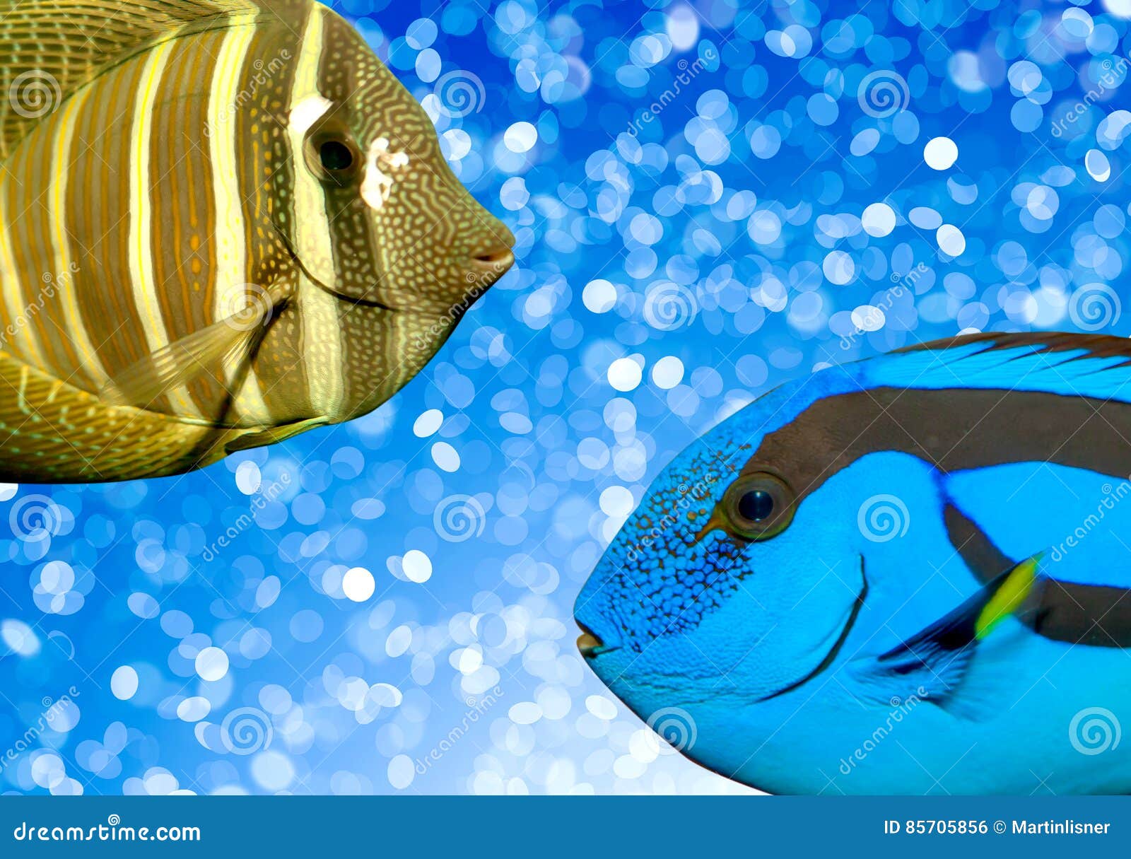 Tropical Fish on Blue Background Stock Photo - Image of swim, white ...