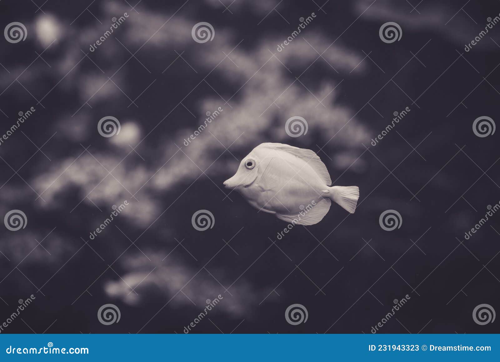 Tropical Fish with Bokeh in Dramatic Monotone Stock Image - Image of ...