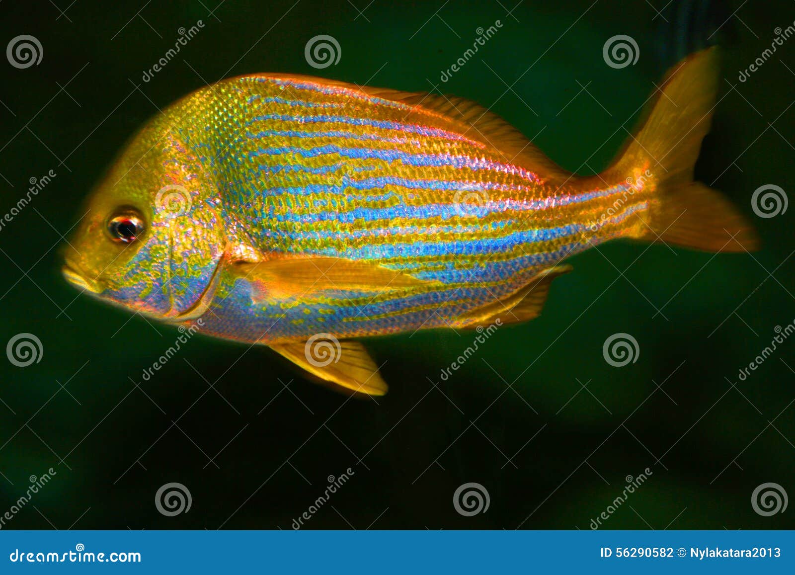 Tropical fish stock photo. Image of hybrids, natural - 56290582