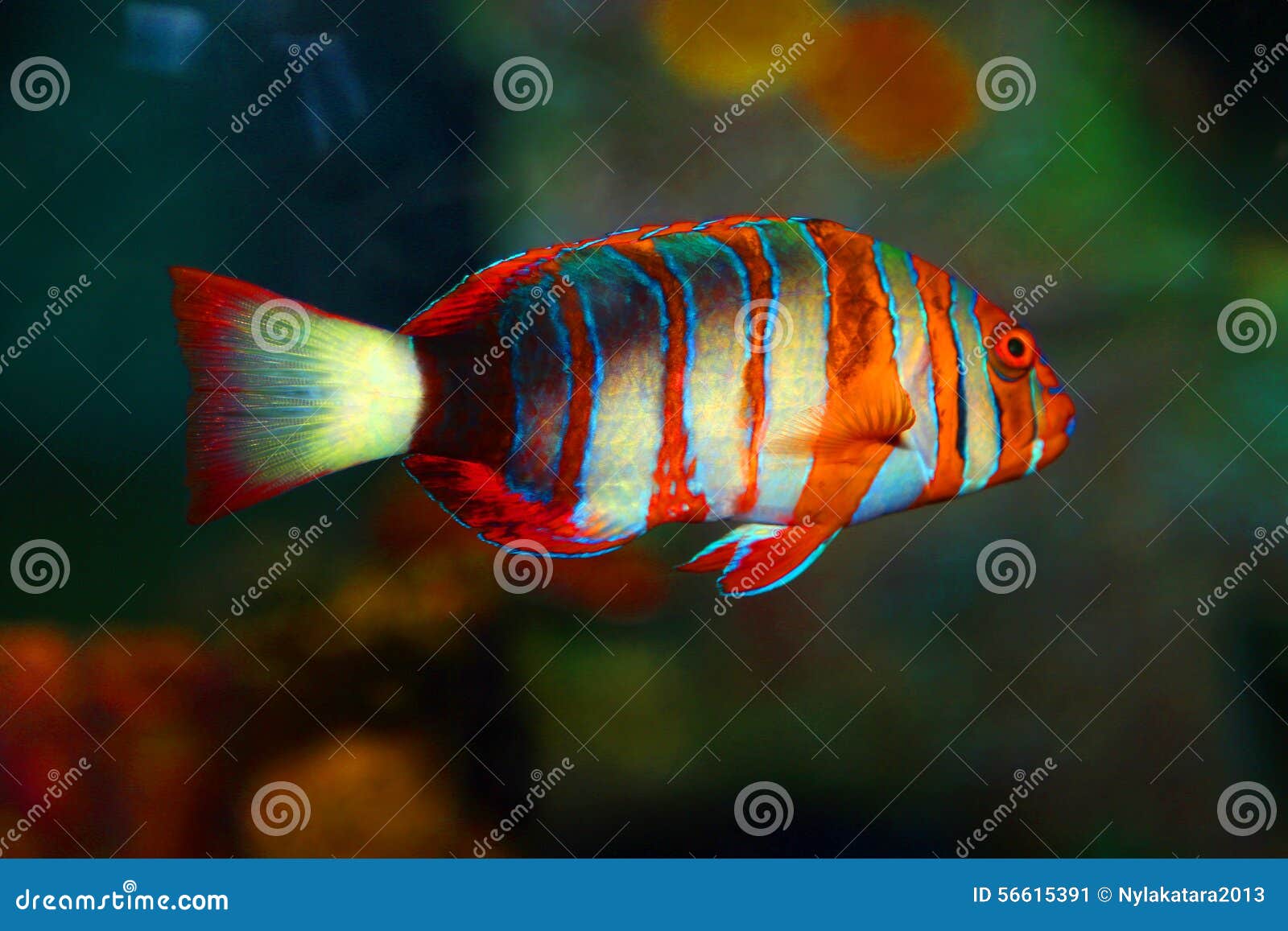 Tropical fish stock image. Image of level, cells, hybrids - 56615391