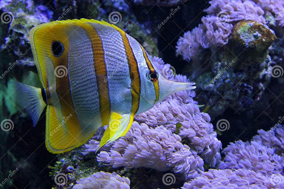 Tropical fish chelmon stock image. Image of depth, exploration - 8207951
