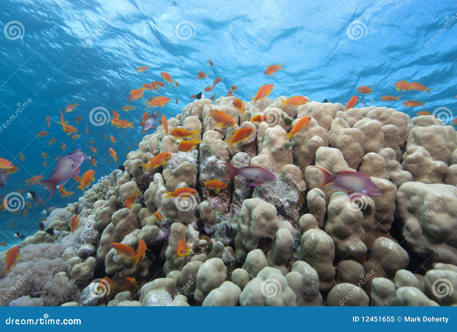 Tropical Fish in Clear Blue Water Stock Image - Image of colorful, blue ...