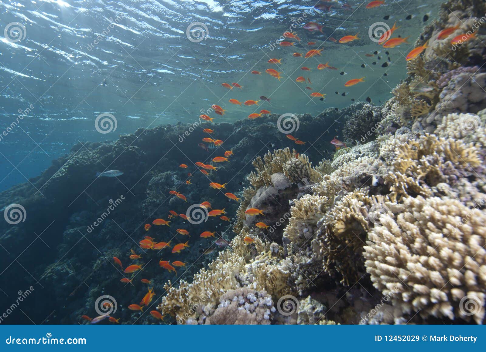 Tropical Fish in Clear Blue Water Stock Image - Image of color, angle ...