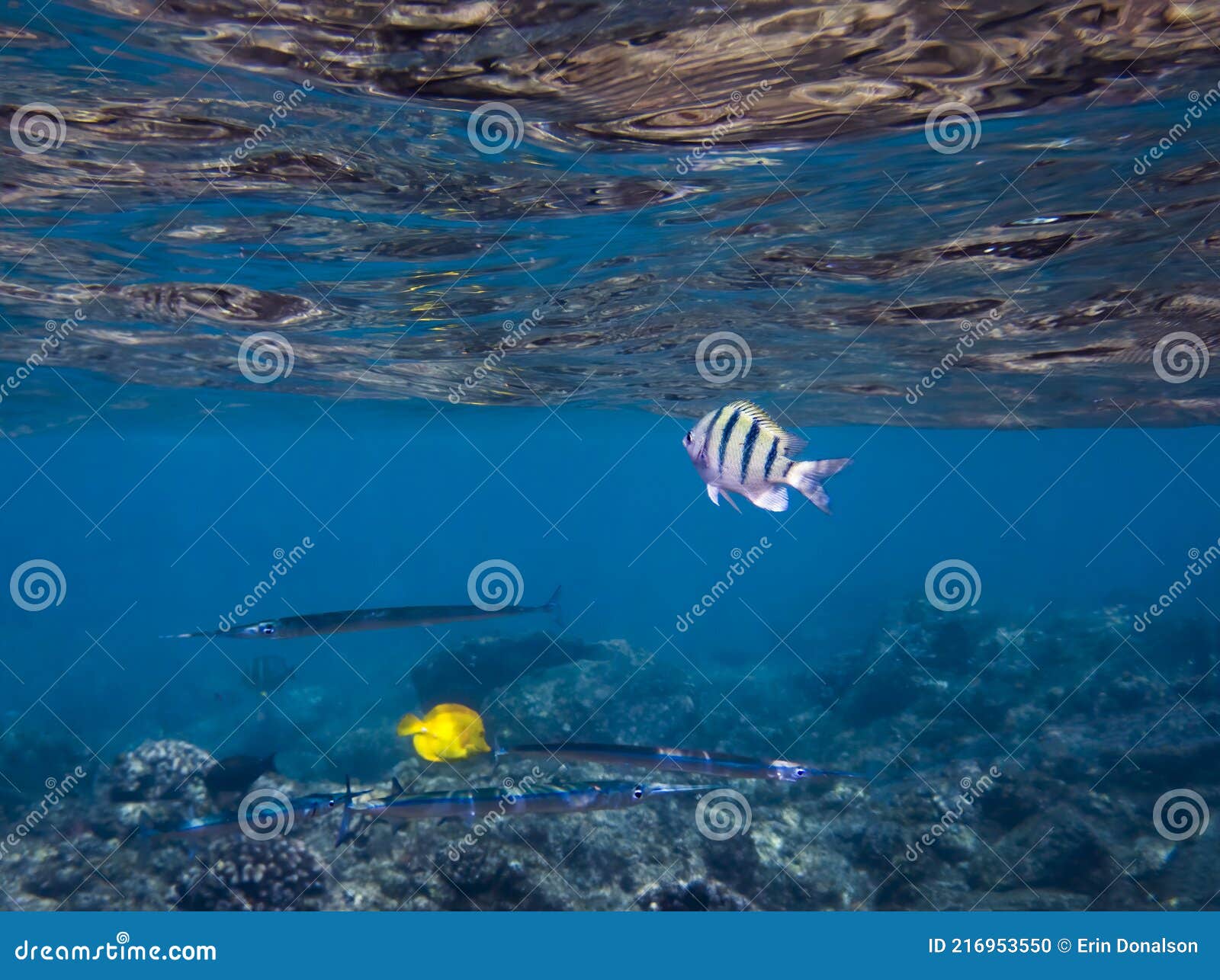 Tropical Fish in Clear Blue Water with Reflection on Surface Underwater ...