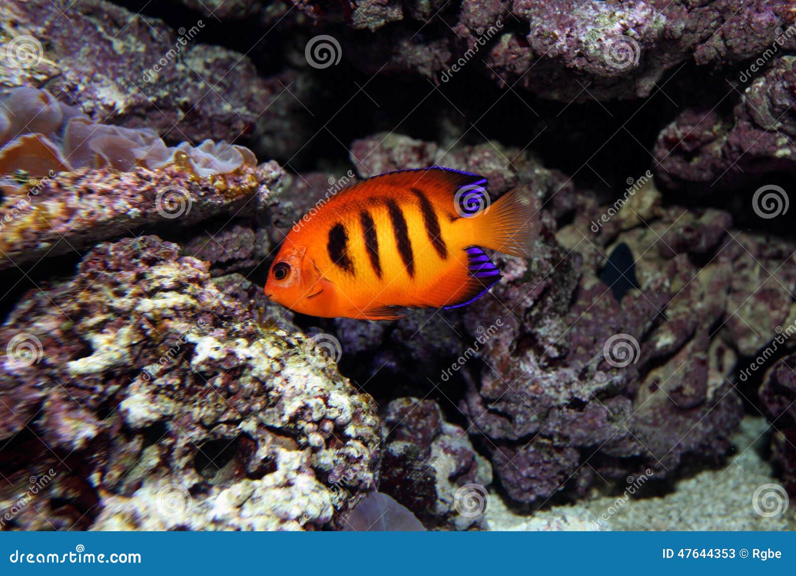 Tropical fish stock image. Image of marine, fish, lovely - 47644353