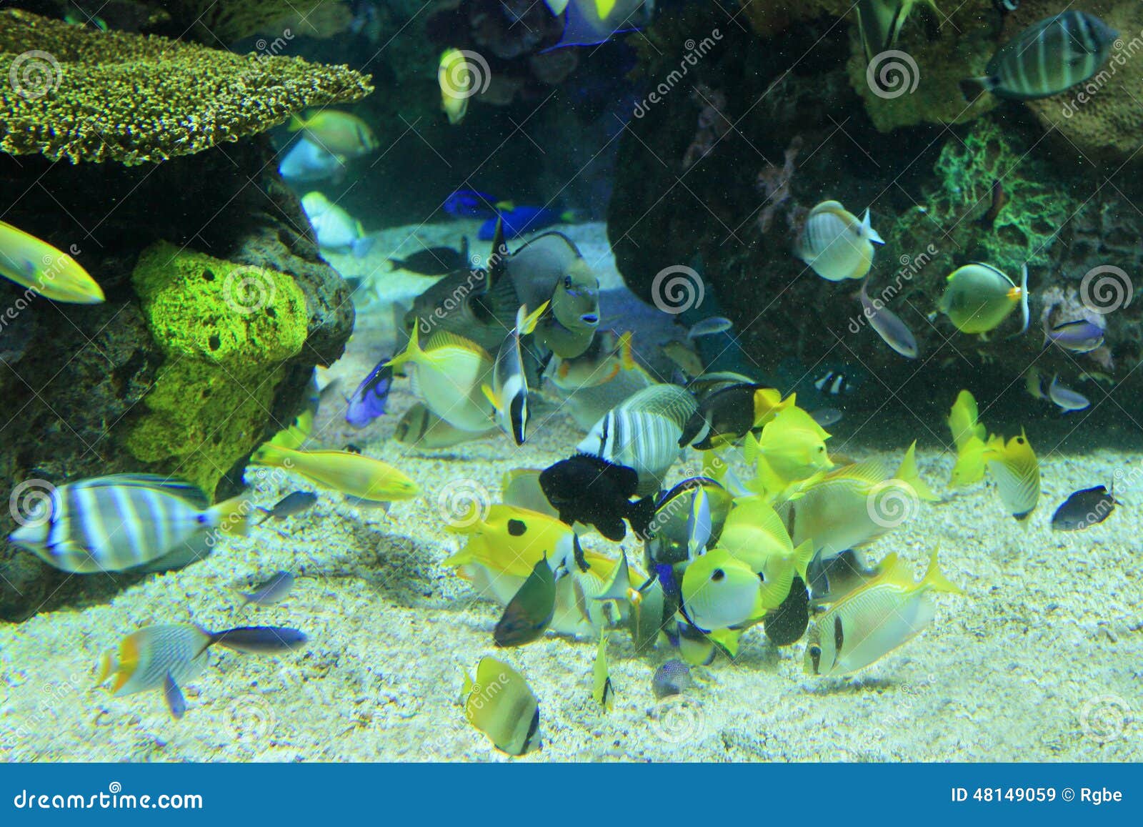 Tropical fish stock image. Image of wildlife, fish, profile - 48149059