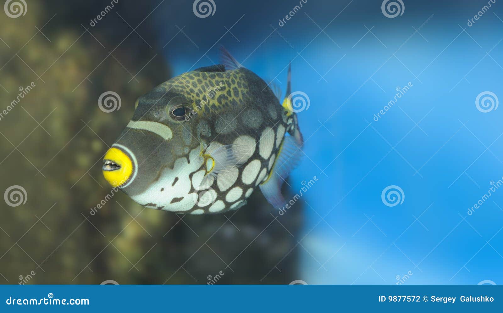 Tropical Fish -Clown Triggerfish Stock Photo - Image of multi, aquarium ...