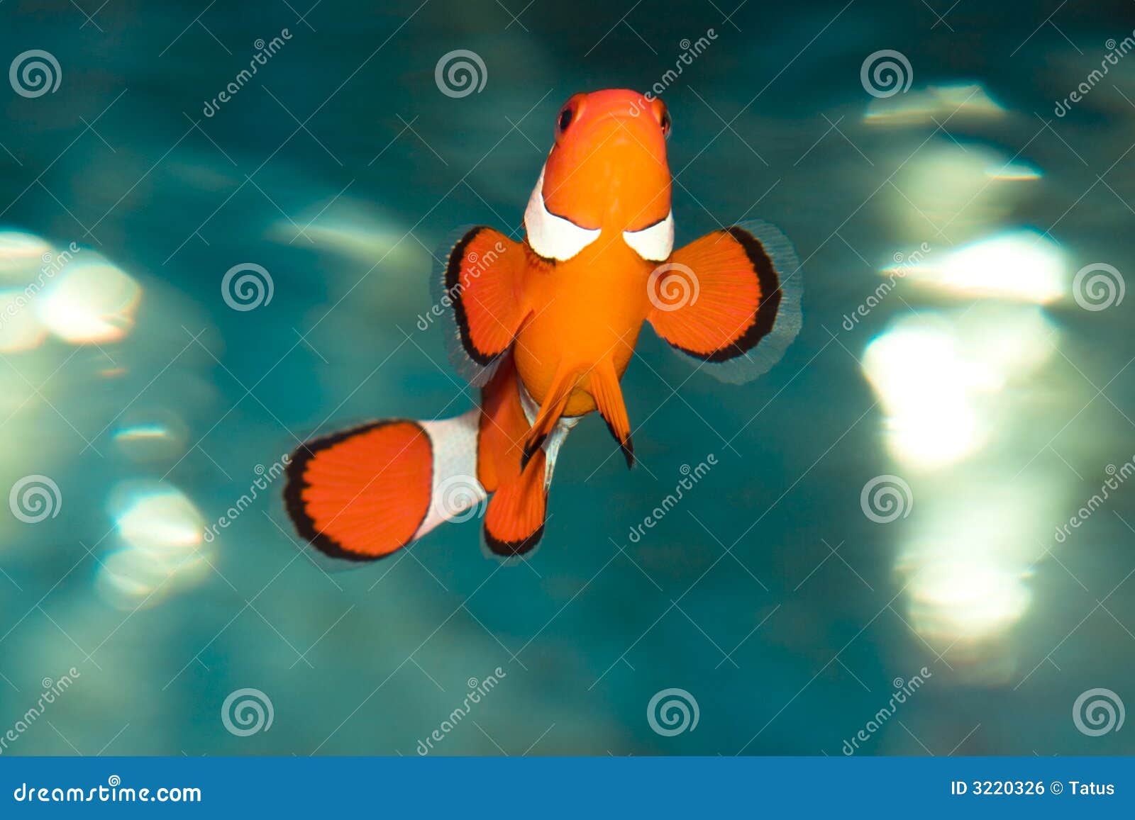 Tropical fish clownfish stock photo. Image of ocellaris - 3220326