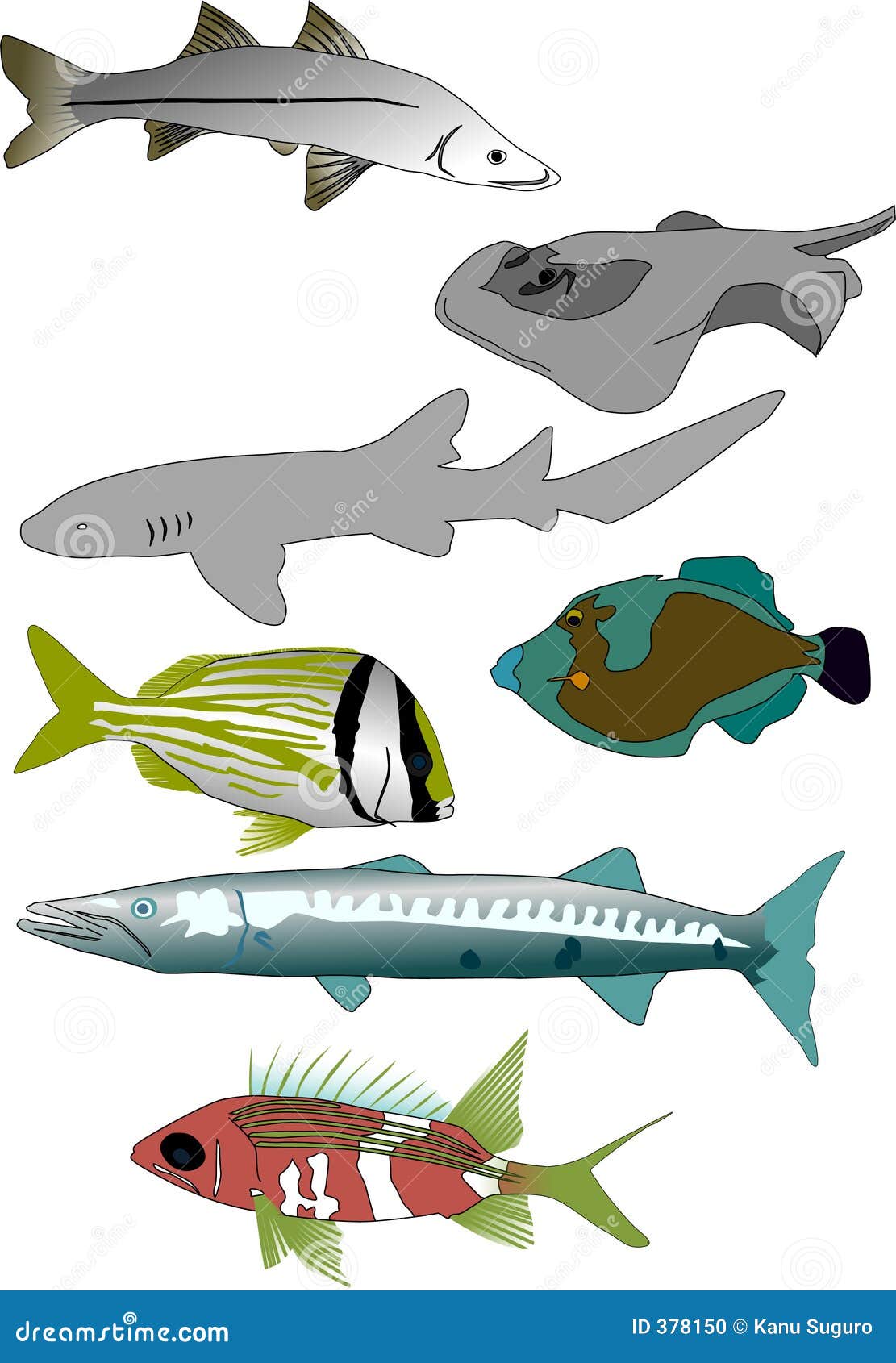 Snook Fish Drawing Clip Art Cartoon Vector | CartoonDealer.com #252692121