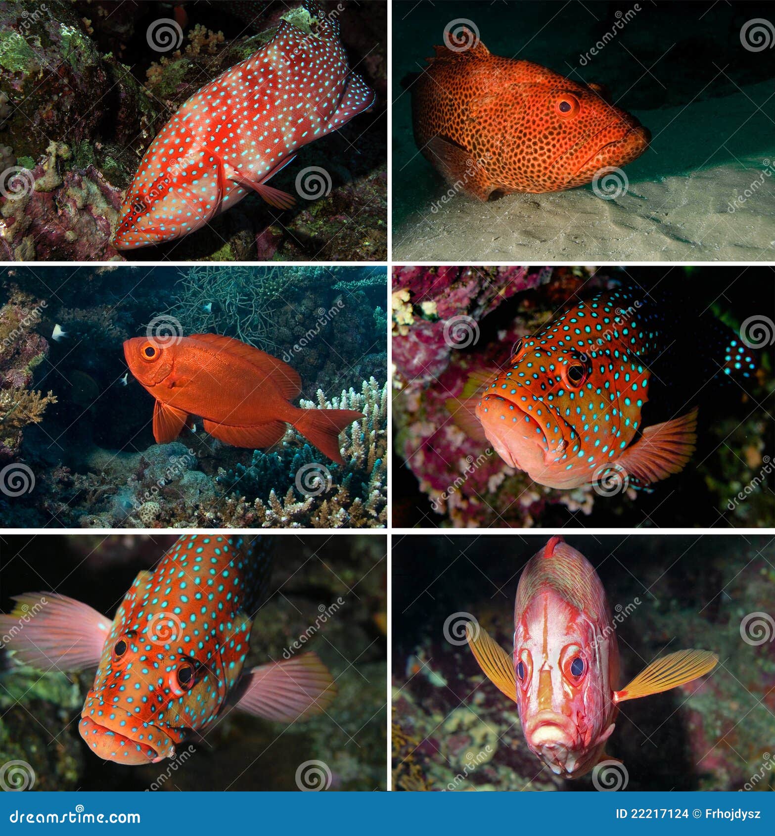 Tropical fish collection stock photo. Image of ocean - 22217124