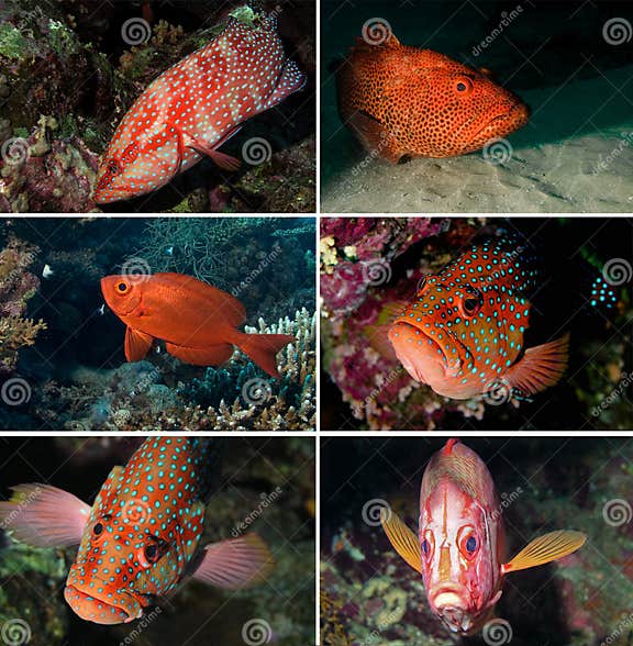 Tropical fish collection stock photo. Image of ocean - 22217124
