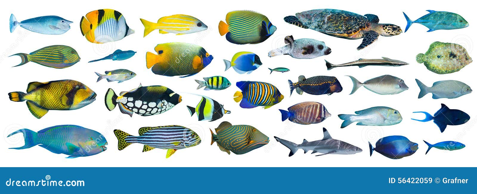 Tropical fish collection stock illustration. Illustration of porcupine ...