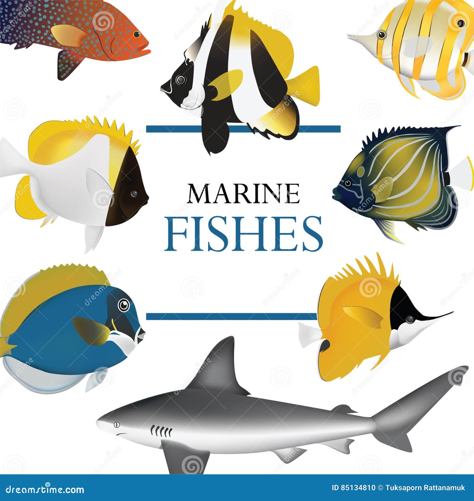 Tropical Fish Collection Marine Stock Vector - Illustration of colorful ...