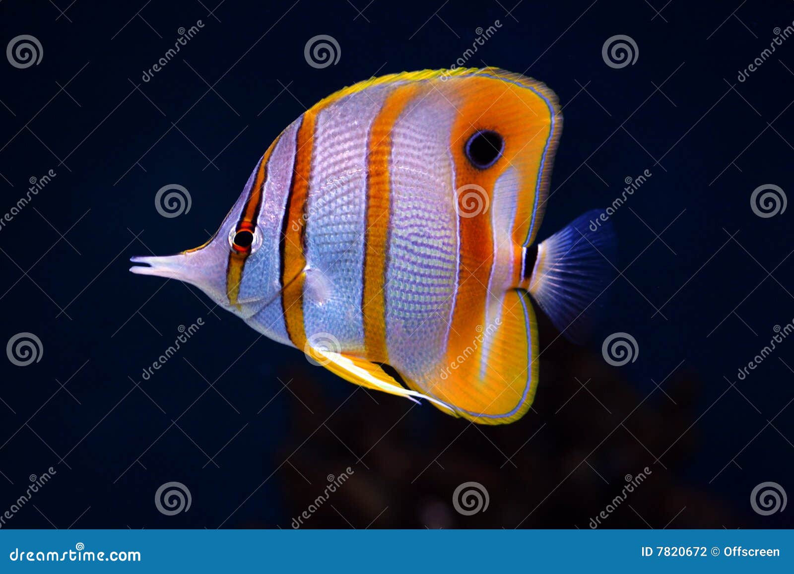 Tropical Fish Colourful Sixspine Butterfly-fish Stock Photo - Image of ...