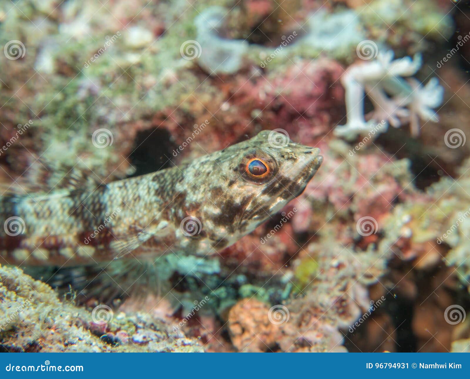 Tropical fish at the coral stock image. Image of tropical - 96794931