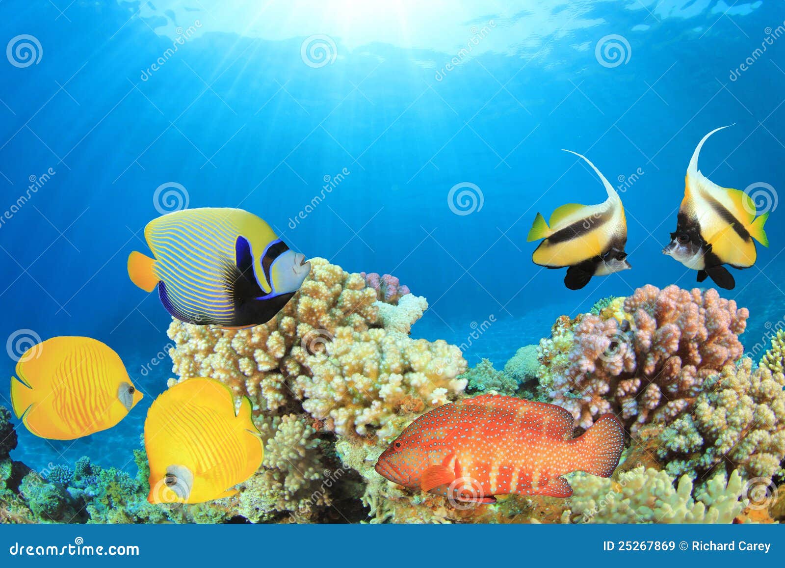 Tropical Fish and Coral Reef Stock Image - Image of diving, sharm: 25267869