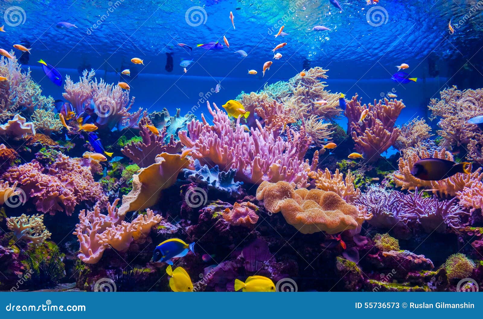 Tropical Coral Reefscape In The Shallows. Stock Photo | CartoonDealer ...
