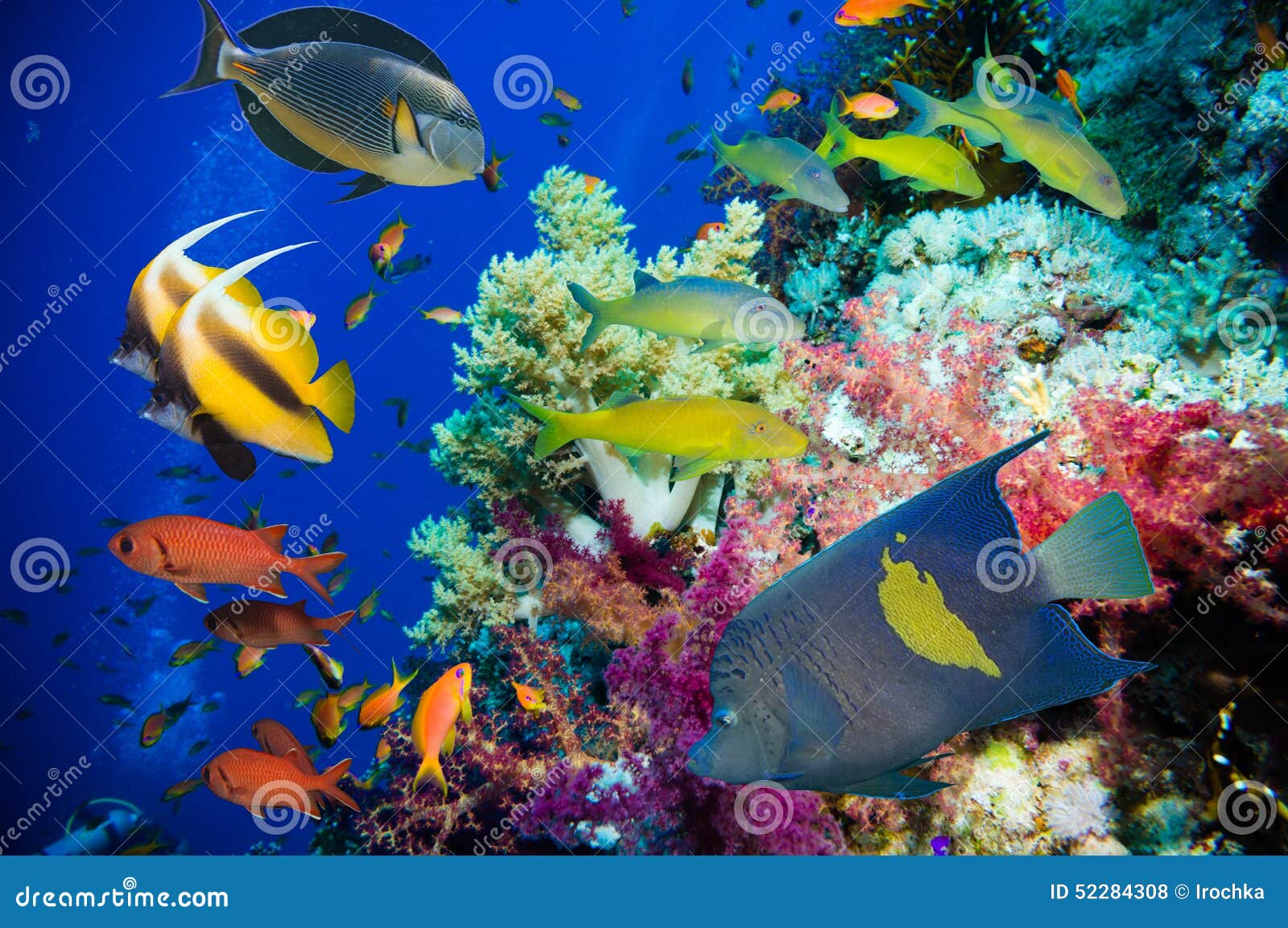 Tropical Fish and Coral Reef Stock Photo - Image of corals, colorful ...