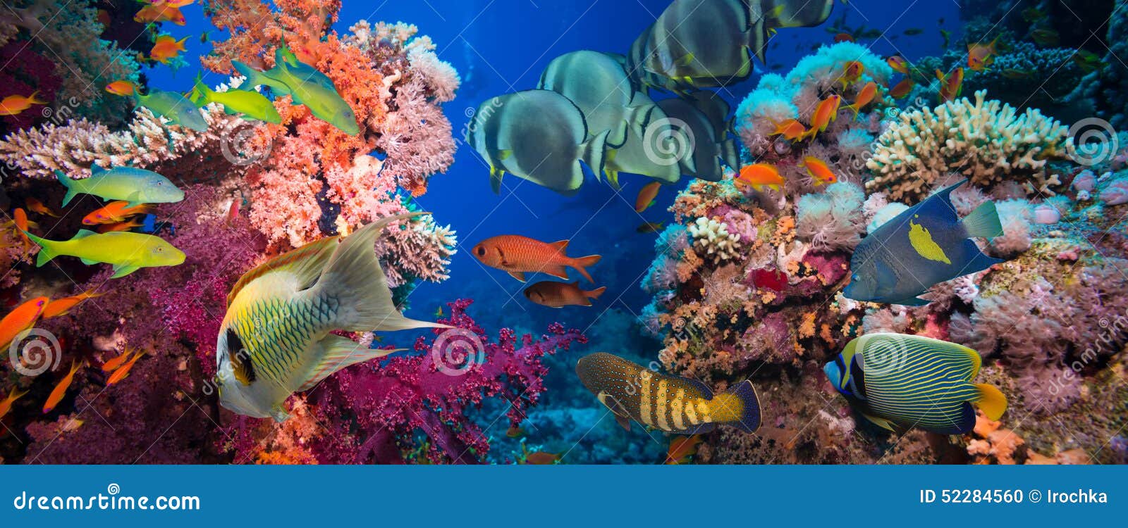 Tropical Fish and Coral Reef Stock Photo - Image of animal, floor: 52284560