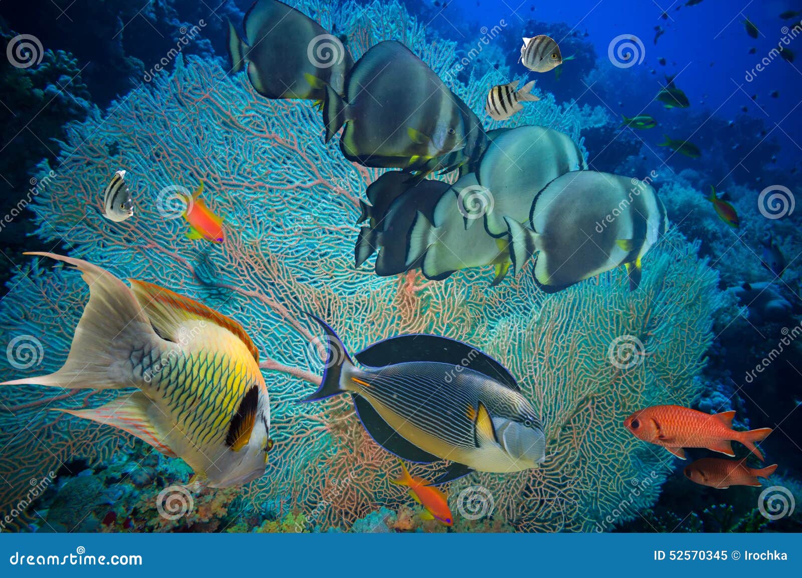 Tropical Fish and Coral Reef Stock Image - Image of reef, anthias: 52570345