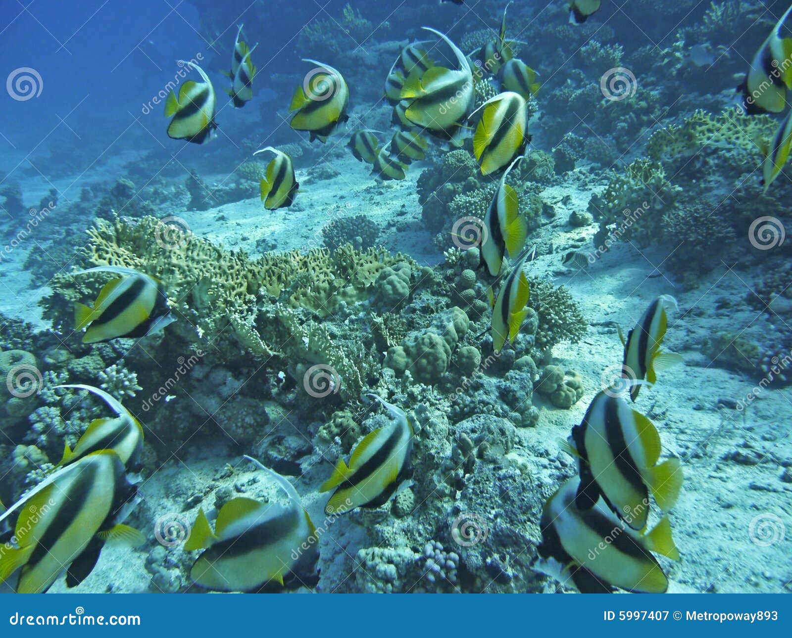Tropical fish and corals stock image. Image of blue, ocean - 5997407