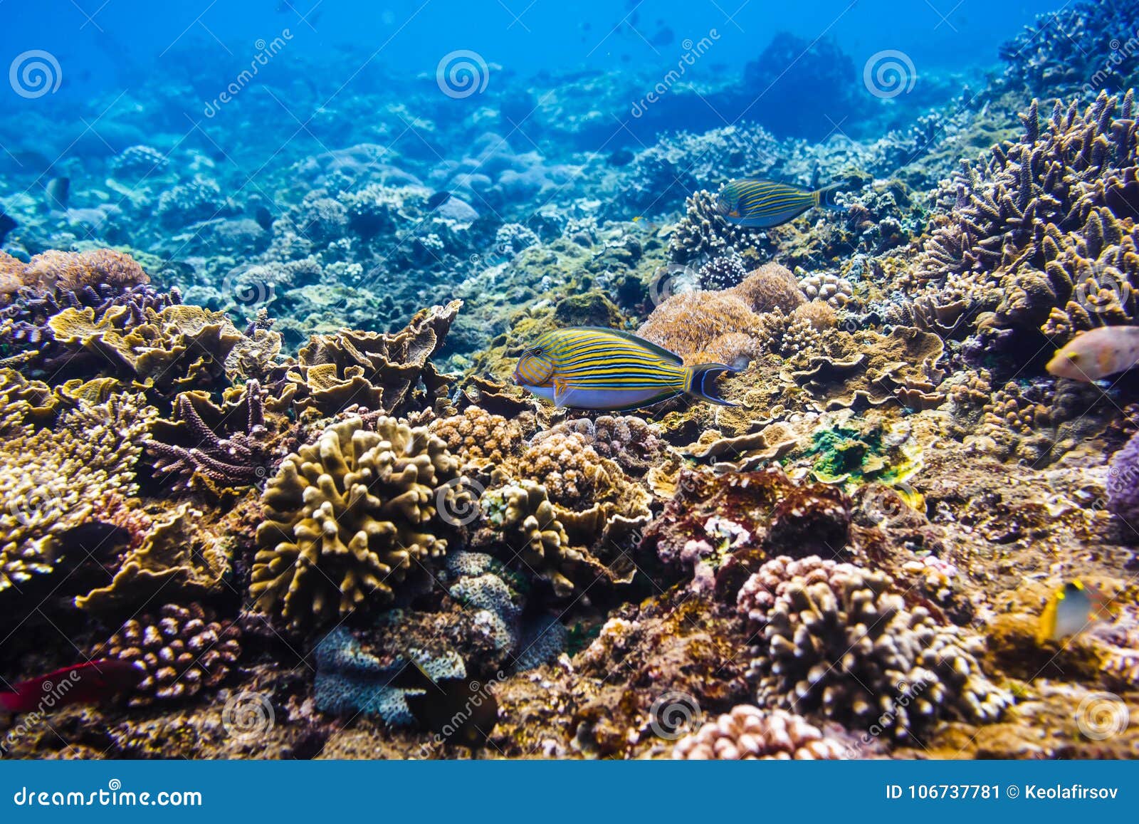Tropical Fish and Corals on Reef in Indian Ocean. Stock Image - Image ...