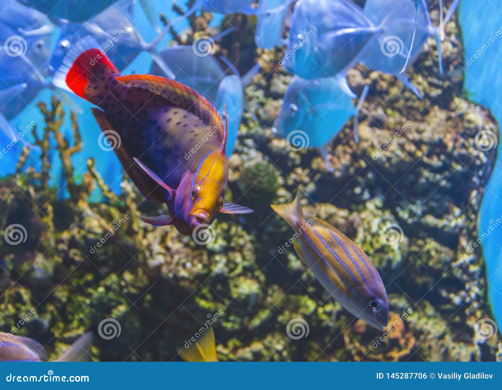 Tropical fish at depth sea stock photo. Image of landscape - 145287706