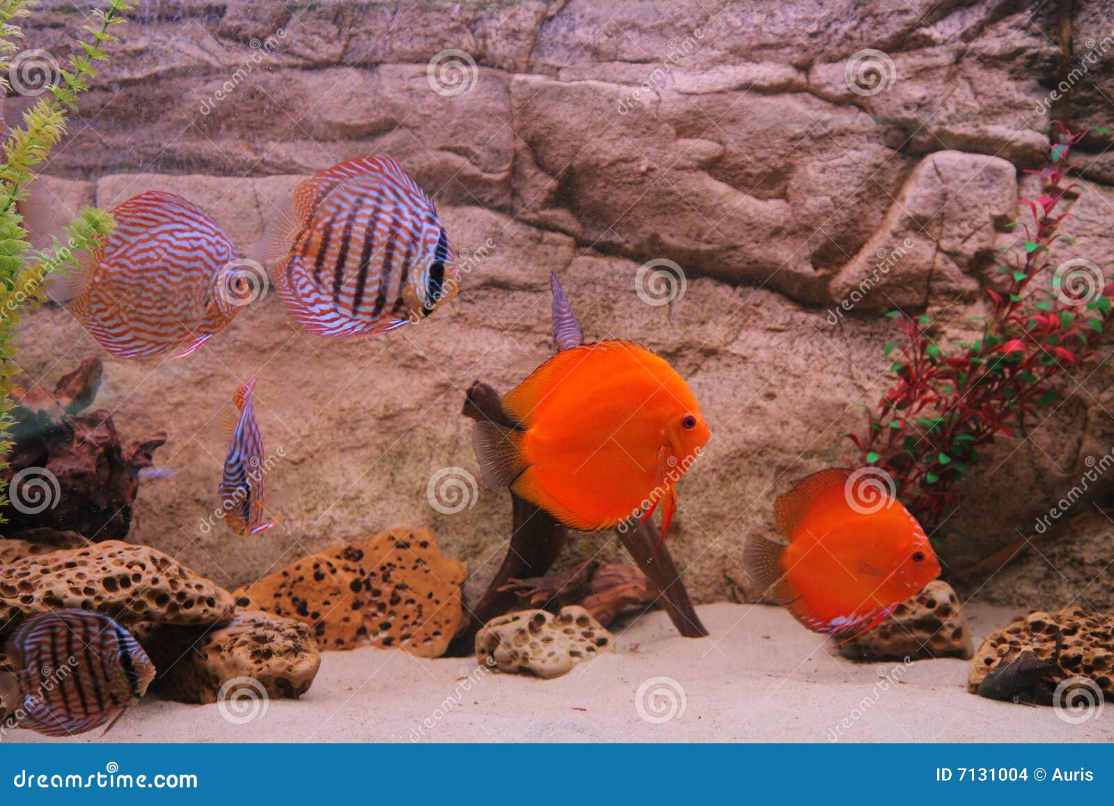 Tropical Fish Discus (Symphysodon) Stock Photo - Image of nature ...