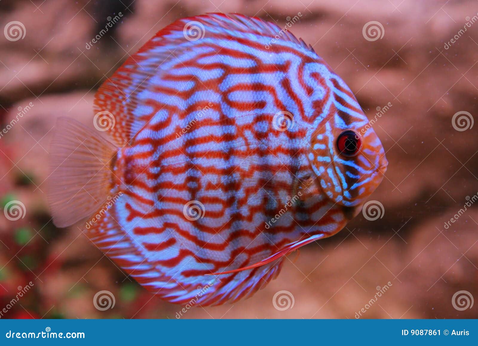 Tropical Fish Discus (Symphysodon) Stock Image - Image of beauty ...