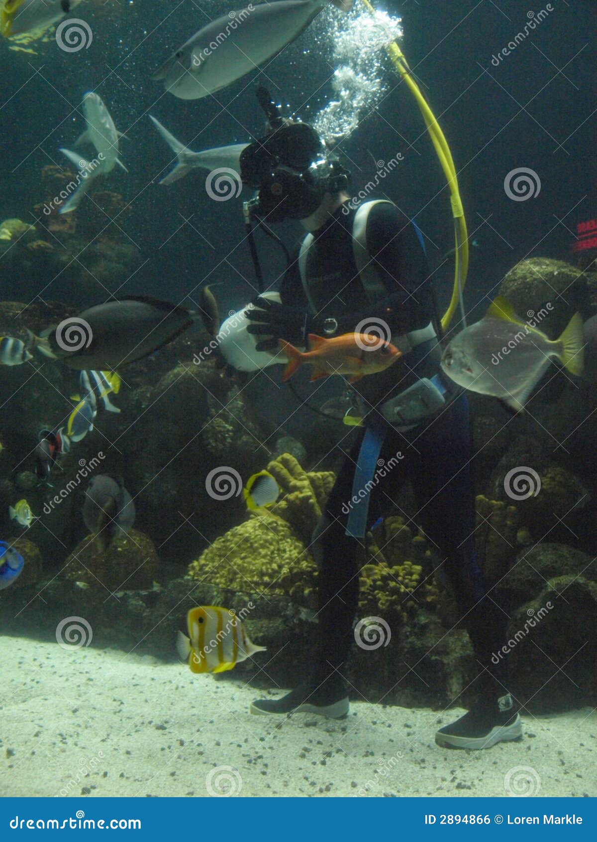 Tropical Fish Diver stock photo. Image of live, tropics - 2894866