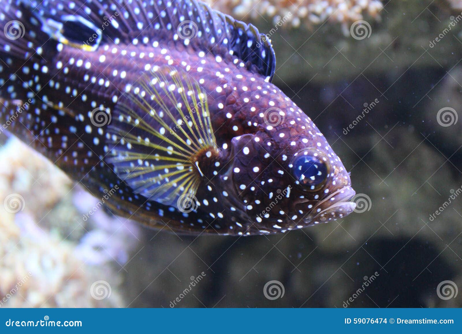 Tropical fish with dots stock photo. Image of underwater - 59076474