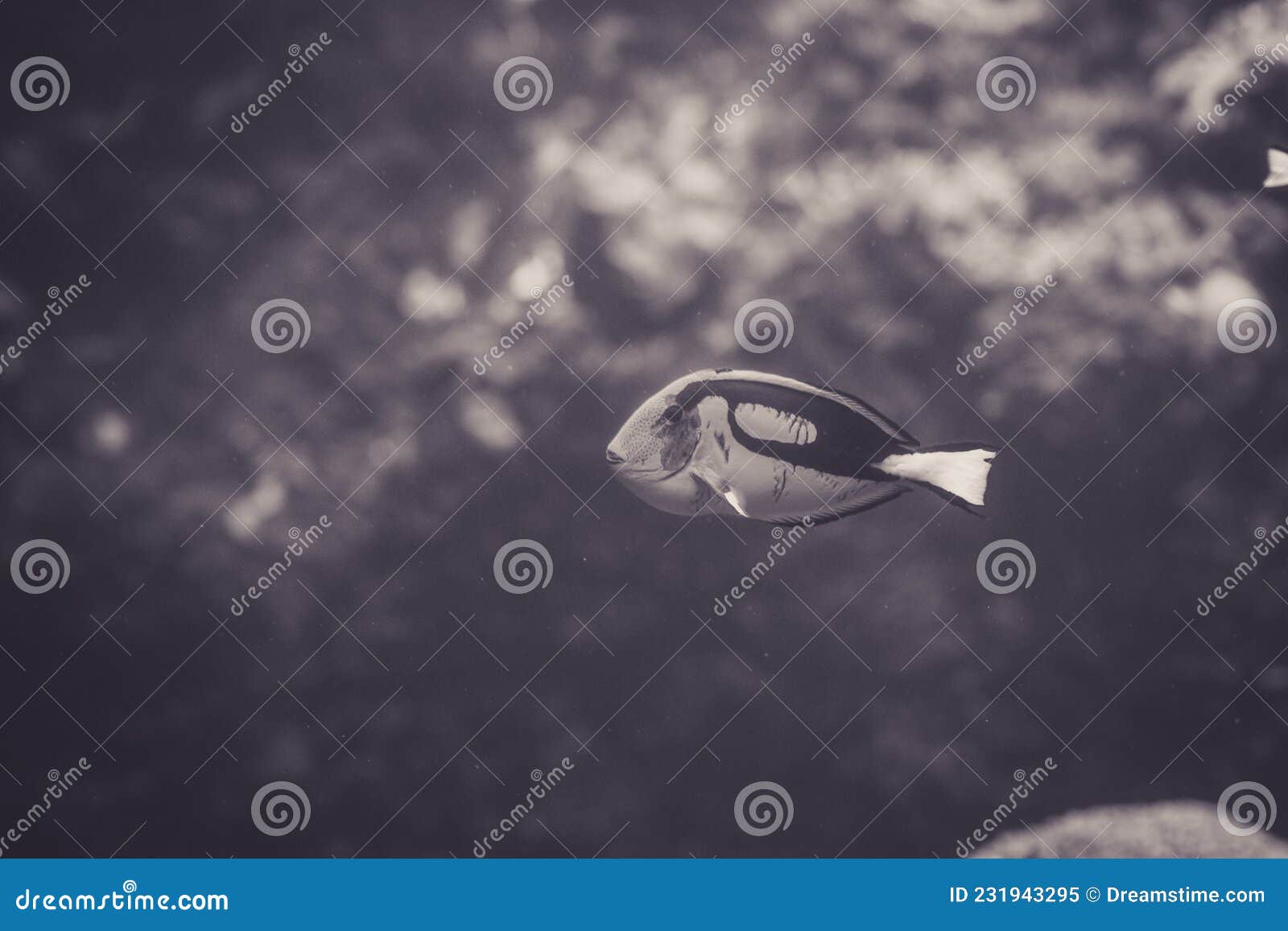 Tropical Fish in Dramatic Monotone with Bokeh Stock Image - Image of ...